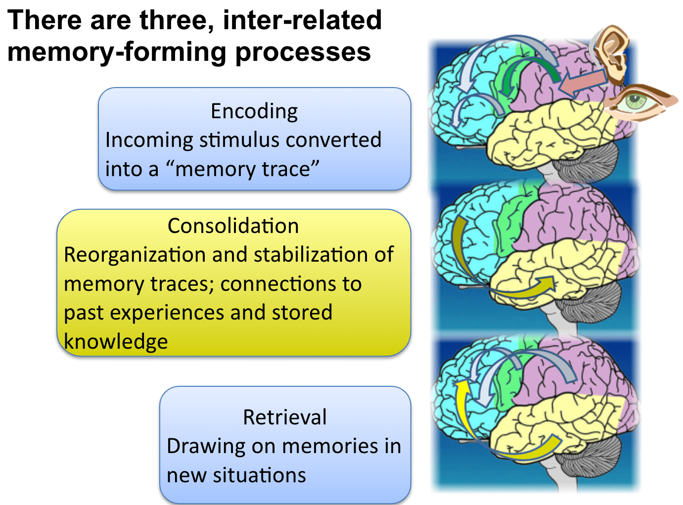 5R Adult Learning Assignment 5: Learning – Neuroscience and the ...